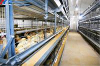 China 10 Tiers Fully Automated Broiler Cage Equipment Broiler Chicken Cage System For Philippines Poultry Farming for sale