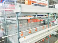 China Hot Dip Galvanized Steel Chicken Layer Cages With Automatic Equipment for sale