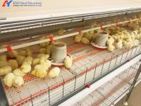 China Chicken Raising Equipment Galvanized Steel H Type Poultry Cage Equipment For Layers for sale
