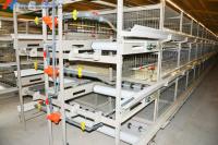 China Chicken Raising Equipment Galvanized Steel H Type Poultry Cage Equipment For Layers for sale