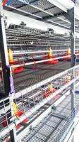 China Chicken Raising Equipment Galvanized Steel H Type Poultry Cage Equipment For Layers for sale
