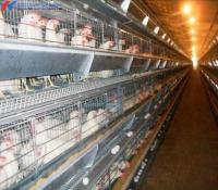 China A Type Battery Layer Cage Poultry Farming Cage System With Automatic Feeding Machine for sale