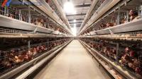 China Steel Chicken Layer Cages A Type H Type Automated Battery Cage for sale
