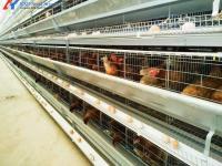 China 3 Tiers-10 Tiers Poultry Farm Cage Automatic Feeding Chicken House Cage for sale