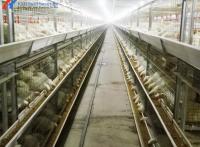 China 3 Tiers-10 Tiers Poultry Farm Cage Automatic Feeding Chicken House Cage for sale