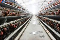 China Custom H Type Broiler Rearing Cage , Full Automatic Broiler Cage System for sale