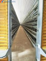 China Custom H Type Broiler Rearing Cage , Full Automatic Broiler Cage System for sale