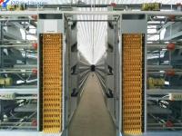 China Custom H Type Broiler Rearing Cage , Full Automatic Broiler Cage System for sale