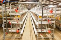 China Automatic Equipment Chicken Layer Cages Hot Dip Galvanized Steel Material for sale