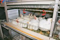 China Automatic Equipment Chicken Layer Cages Hot Dip Galvanized Steel Material for sale
