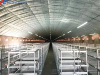 China Automatic Equipment Chicken Layer Cages Hot Dip Galvanized Steel Material for sale