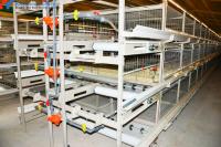 China Animal Feeding H Type Automatic Chicken Cage , Hen Battery Cages For Broilers for sale