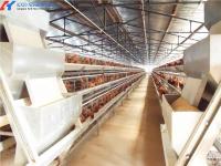 China Animal Feeding H Type Automatic Chicken Cage , Hen Battery Cages For Broilers for sale