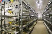 China Automatic Poultry Farm Chicken House Feeding Line A Type Layer Chicken Cage Equipment for sale