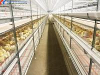 China Automatic Battery Egg Layer Cages , Chicken Laying Hens Cage Poultry Farming Equipment for sale