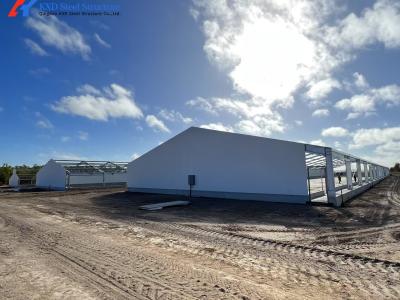 China Steel Structure Poultry Farming Shed Prefabricated Light Steel Frame Piggery House for sale