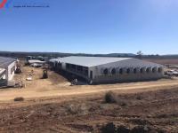 China Custom Piggery Shed Light Steel Structure Cow Shed With Automatic Euipment for sale
