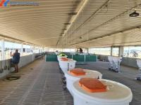 China Modern Steel Poultry Farm Shed Construction , Piggery House Steel Shed Buildings for sale