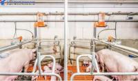 China Customized Piggery Shed Steel Structure Animal Husbandry Green House for sale