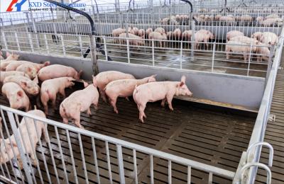 China 304 Stainless Steel Piglet Feeder Piggery Equipment For Livestock Piglet for sale