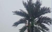 China Camouflaged Artificial Palm Tree Monopole Telecom Tower 290km/hr Wind Speed for sale