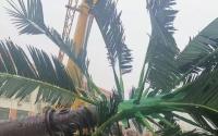 China HDG And Bark Artificial Tree Cell Towers Palm Tree Monopole Tower 0-200m Height for sale