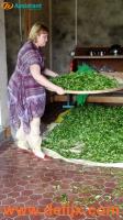 China Stainless Steel or Bamboo Tea Withering Plate Pallet DL-TQJ-20 for 50kg/tine Capacity for sale