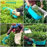 China DL-4CD-35 Electric Tea Leaf Plucking Machine for Tea Garden Row Distance mm 25 30 mm for sale