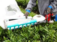 China Mini Tea Leaves Plucker DL-4C-T506 by Kawasaki 1.4 HP Tractor Power ISO9001 Certified for sale