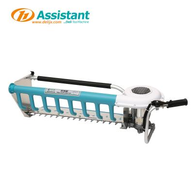 China Tea Plucking DL-4Cd-60 Tea Harvester with 36V 20AH Lithium Battery and Electric Drive for sale