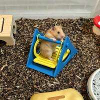 China Colorful Blue-Yellow Hamster Hanging Swing Toy, 3D printed Pet Accessories Interactive Play Toy for Small Pets for sale