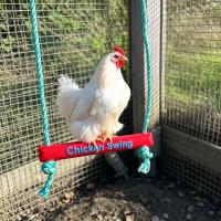 China Non Slip Chicken Pet Accessories Adjustable Rope Swing Duck Poultry Entertainment for sale