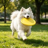 China Smooth Edged  3d Print Dog Accessories Waterproof Interactive Dog Play Disc for sale