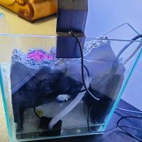 China Sitting Room Fish Turtle Tank Aquarium Medium Sized White Glass Ecological Grass for sale