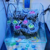 China Sitting Room Fish Turtle Tank Aquarium Medium Sized White Glass Ecological Grass for sale