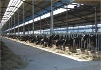 China Small Scale Milk Processing Equipment With Milk Receiving UHT And Filling System for sale