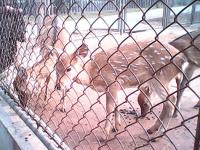 China Galvanized Iron Wire Chain Link Mesh with PVC Coating for Garden Fence for sale