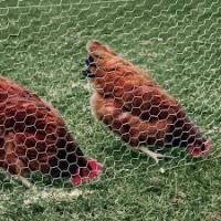 China Galvanized Hexagonal Chain Link Chicken Wire Industrial Grade for Cages for sale