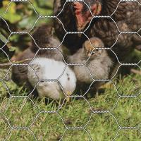 China Galvanized Hexagonal Chain Link Chicken Wire Industrial Grade for Cages for sale