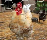 China Galvanized Hexagonal Poultry Wire Netting 1 inch Mesh 50 ft Roll Chicken Coop Fencing for sale