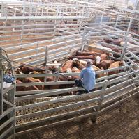China Galvanized Metal Cattle Fence Panels 16 ft for Livestock Yards for sale