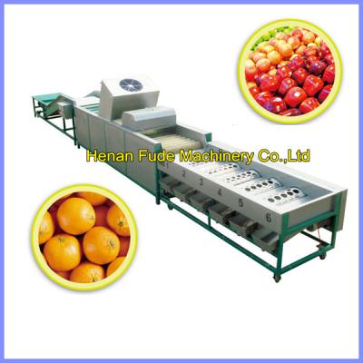 China sugar orange sorting machine, sugar orange grading machine for sale