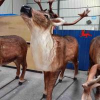 China Outdoor Waterproof Life Size Elk Statue Adult Age With Realistic Sound for sale
