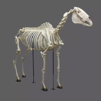 China Life Size Dinosaur Skeleton Replica Fossils Waterproof / Sunproof for sale