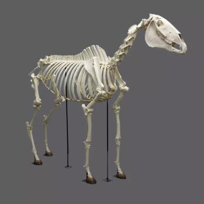 China Life Size Dinosaur Skeleton Replica Fossils Waterproof / Sunproof for sale
