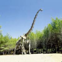China Realistic Dinosaur Skeleton Replica /  Jurassic World Replica For Indoor for sale