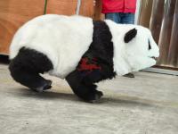 China New Realistic Animatronic Remote Control Walking Robot Animal Panda Robot Dog for sale