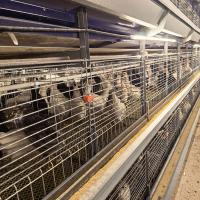 China Broiler Cage Poultry Cage Battery Cage Poultry Equipment Chain Type Harvesting for sale
