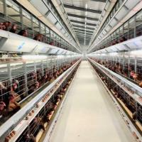 China H Type Automatic System Chicken Cage layer Poultry Farming Equipment for sale