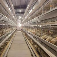 China H Type Automatic System Chicken Cage layer Poultry Farming Equipment for sale